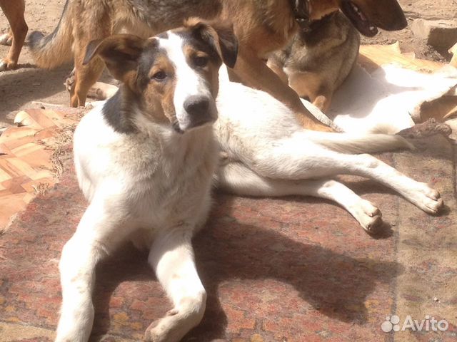 Молодые собаки ищут хозяина