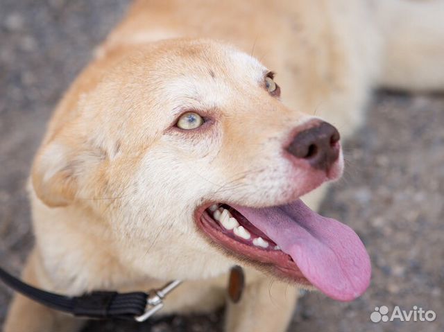 Злата в поисках лучших хозяев