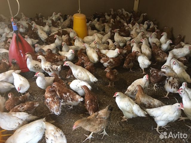 Курицы несушки