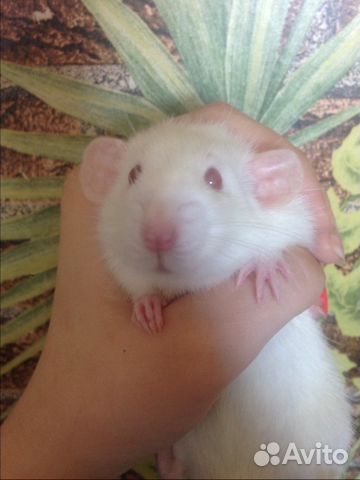 Крыса альбинос