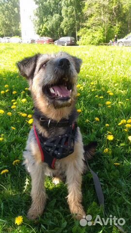 Миша- метис терьеристых кровей ищет дом