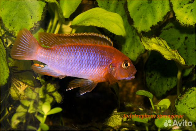 Iodotropheus Sprengerae