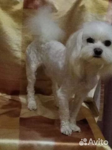 Мальтезе для вязки