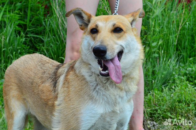 Уша отдам в добрые руки