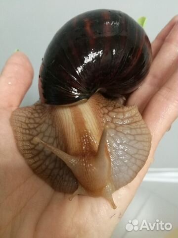 Улитки и улитята