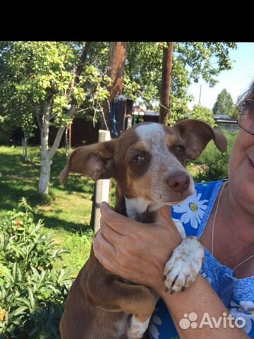 Отдам в добрые руки