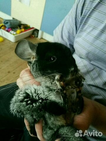 Пара шиншилл. Мальчик и девочка с клеткой