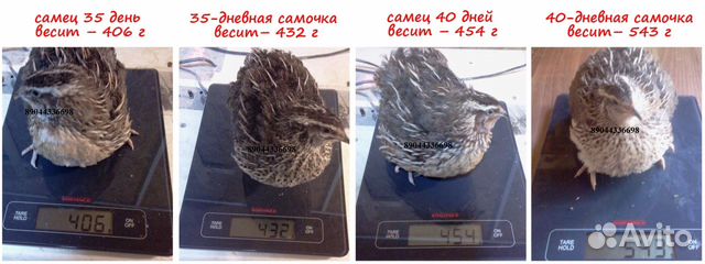 Суточные перепела, инкубационное яйцо (бройлер)