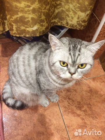 Прямоухая британка