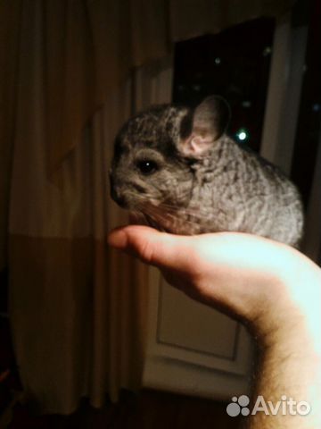Шиншилла