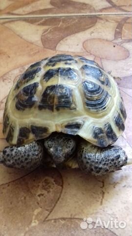 Черепаха сухопутная