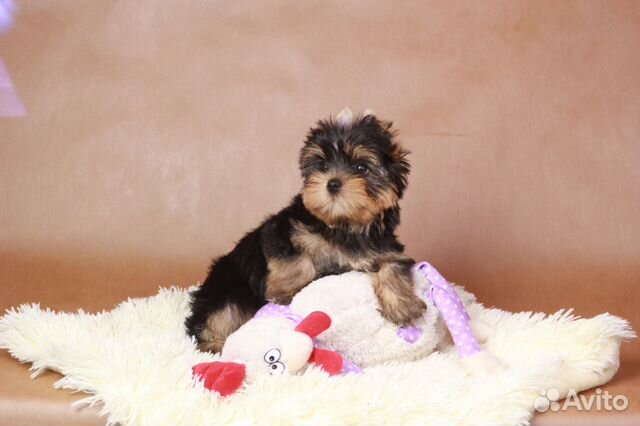 Продается мини Йорик