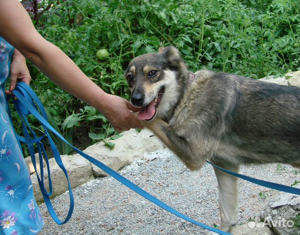 Деликатная собака Ася. Друг и член семьи