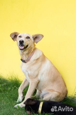 Просто Собака для людей с добрым сердцем