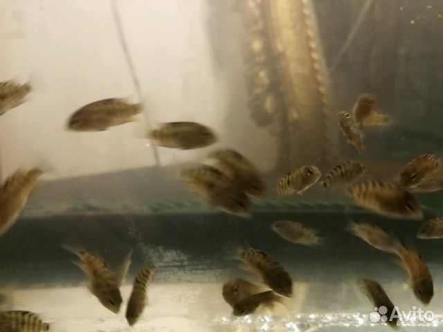 Чернополосая цихлазома