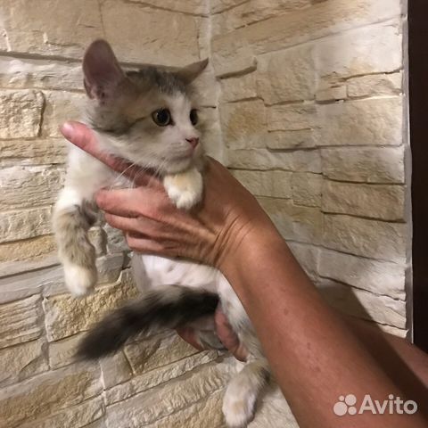 Замурчательная кисуля