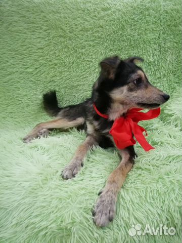 Буся 1 год 25-30 см в холке