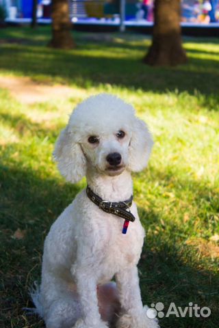 Вязка. Молодой пуделёк ищет невесту