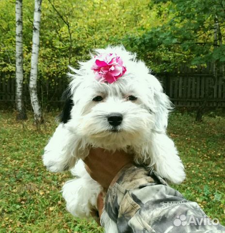 Малыши белые болонки