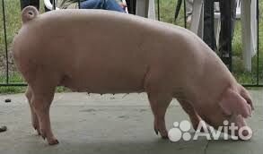 Свиньи живым весом