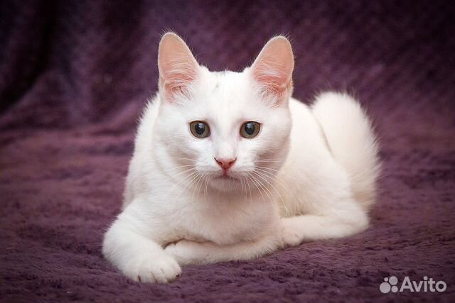 Кошечка Жули в добрые руки
