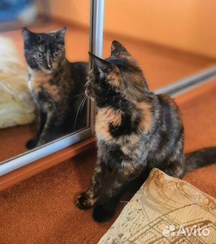 Ласковая и общительная, 10 месяцев