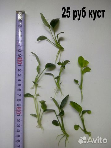 Анубиас бартера нана (Anubias barteri var. nana)