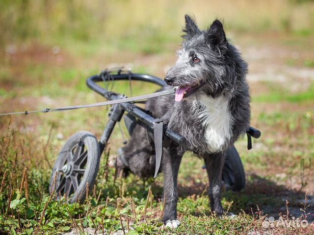 Особенная собачка Жужа