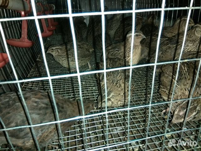 Перепелки несушки