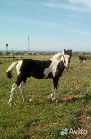 Продам жеребца Пегий