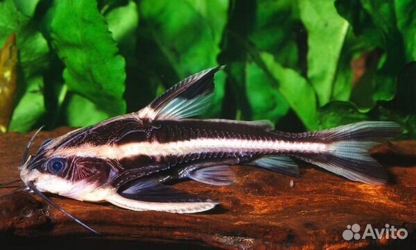 Платидорас