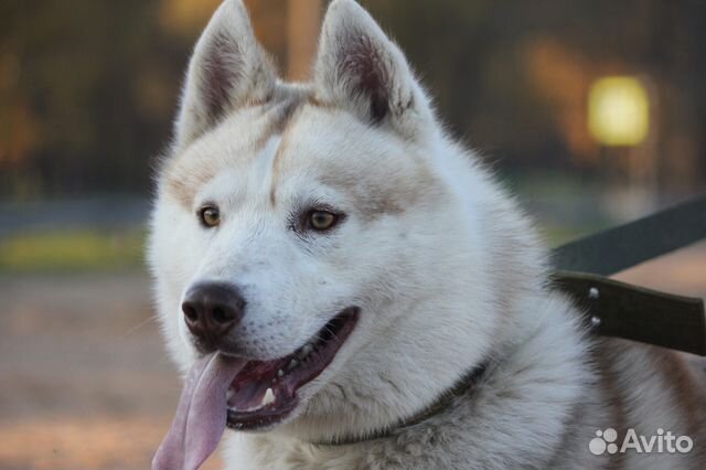 Билли ищет дом