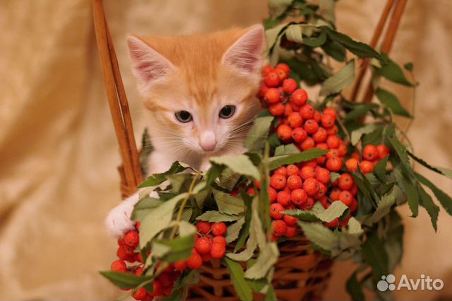 Солнечный зайчик, 2,5