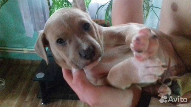 Щенки амстафа