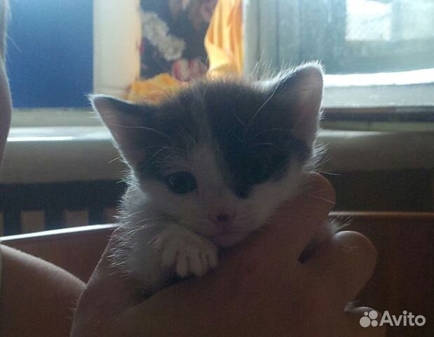 Коша кошуня