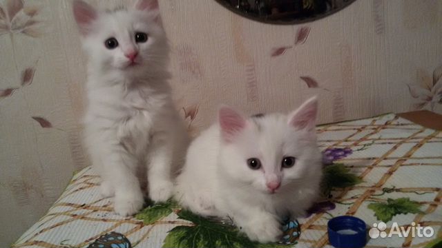 Беленькие пушистые котятки