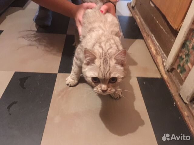 Найдена кошка