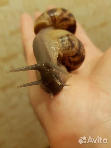 Улитка Ахатина (Achatina Fulica sinistrosa)