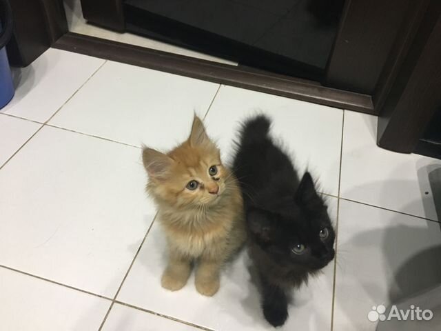 Котята курильского бобтейла