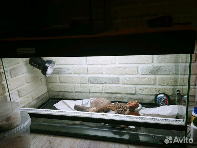 Продам бородатую агаму с террариумом