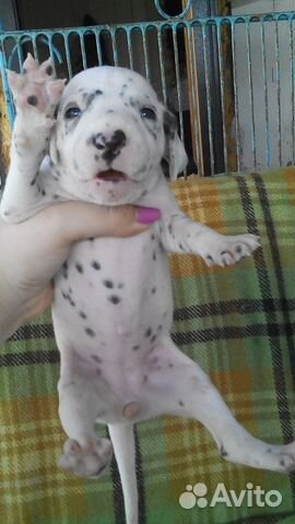 Продам щенков далматина