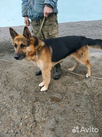 Немецкая овчарка