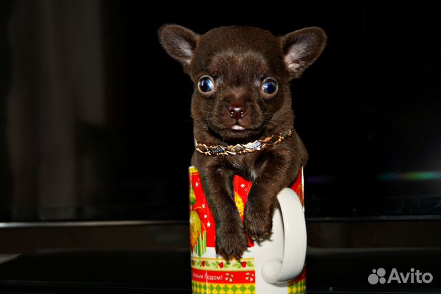 Мини малыш чихуахуа шоколадного окраса