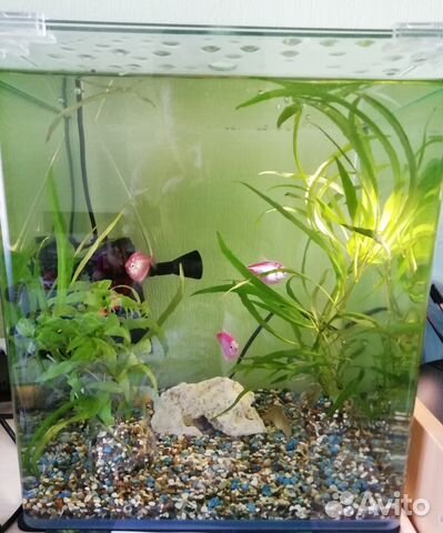Продам аквариум 30 л (Dennerle NanoCube)