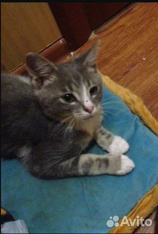 Отдам котенка вхорошие руки