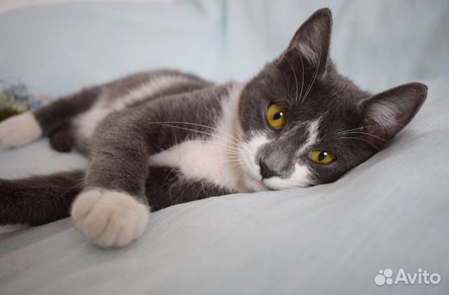 Принцесса Лея котёнок в дар