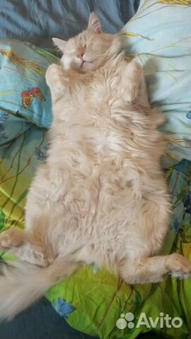 Сибирский кот