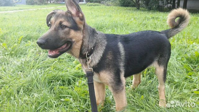 Пропал щенок