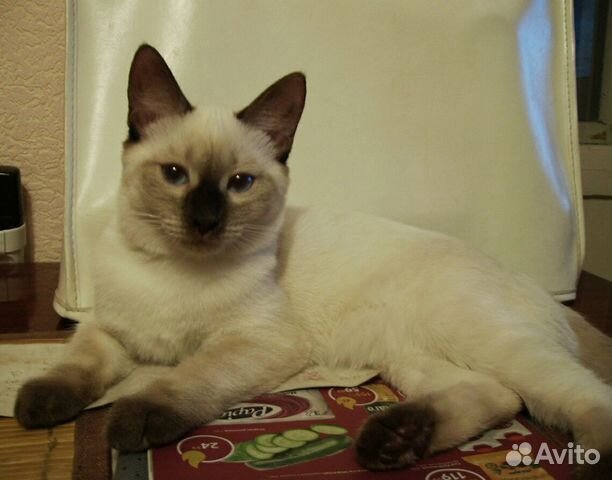 Отдам сиамскую кошечку 4 мес