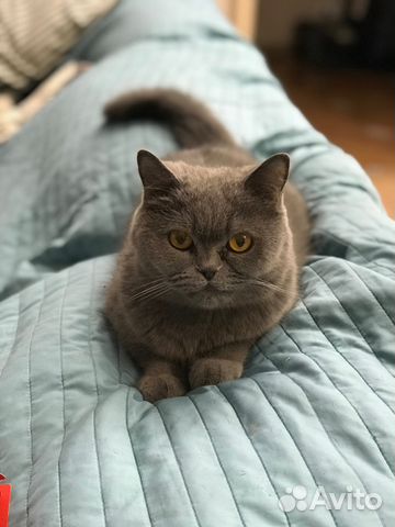 Британская кошка 5 лет